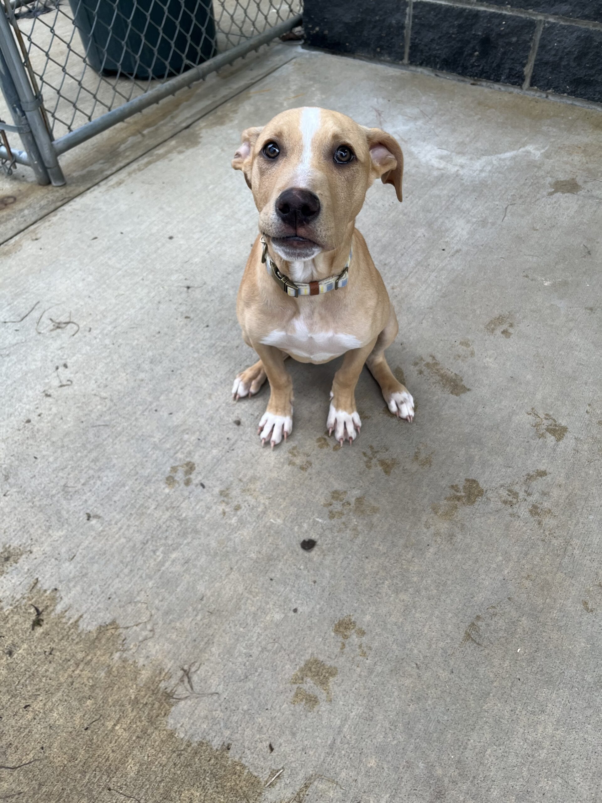 Remi Is CCHS Pet Of The Week | News, Sports, Jobs - Post Journal